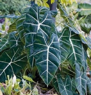 Plantas tropicales: sus increíbles características | Plantas