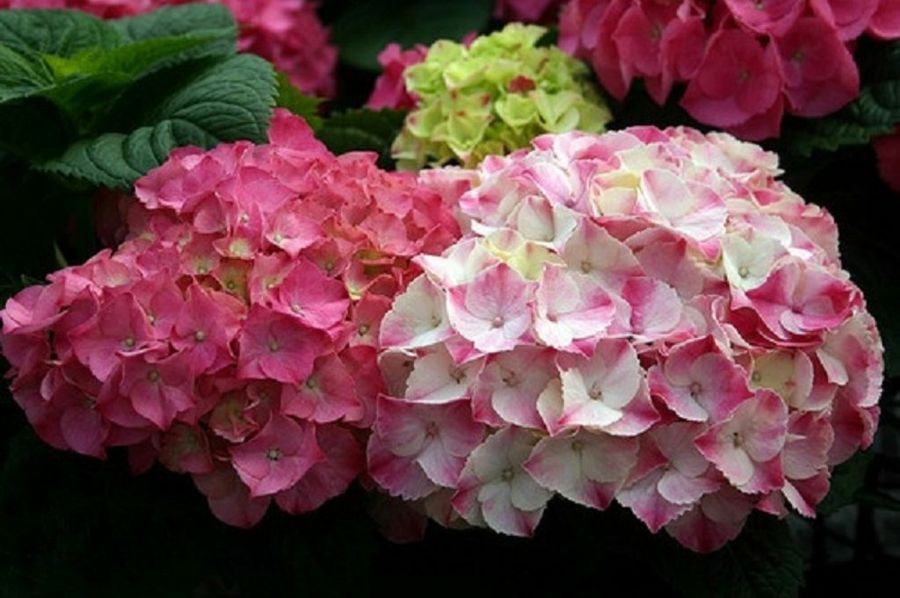 Beneficios de la hortensia: consejos y recomendaciones | Plantas