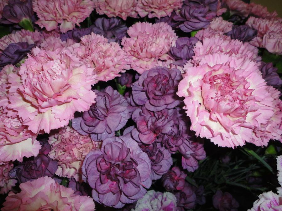 Los claveles y sus variados colores | Plantas