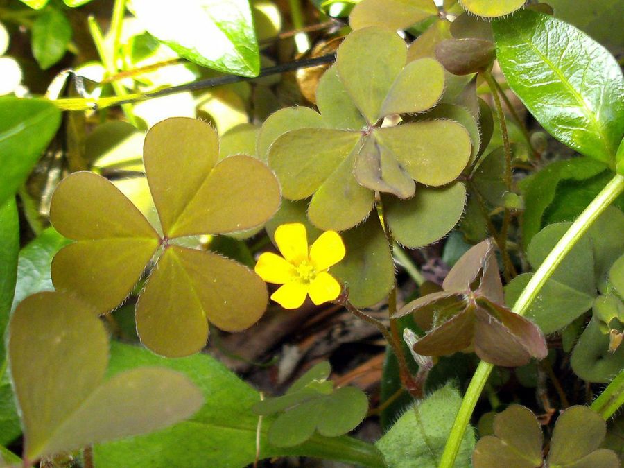 El trébol | Plantas