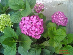 Hortensia: reproducción y cuidados | Plantas