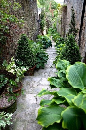 Jardines verdes: galería fotográfica | Plantas