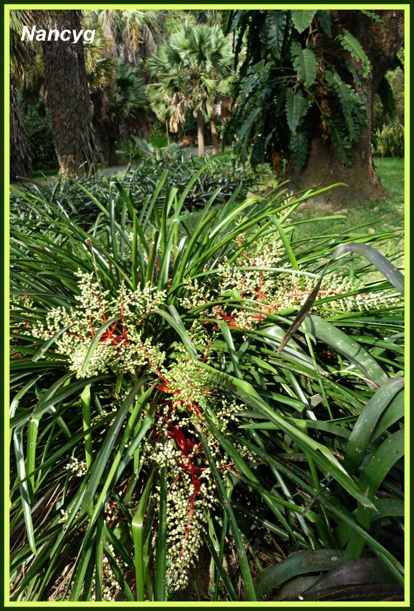 El fruto del tumbo: ricas propiedades | Plantas