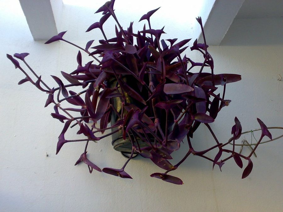 Algunas de mis macetas | Plantas