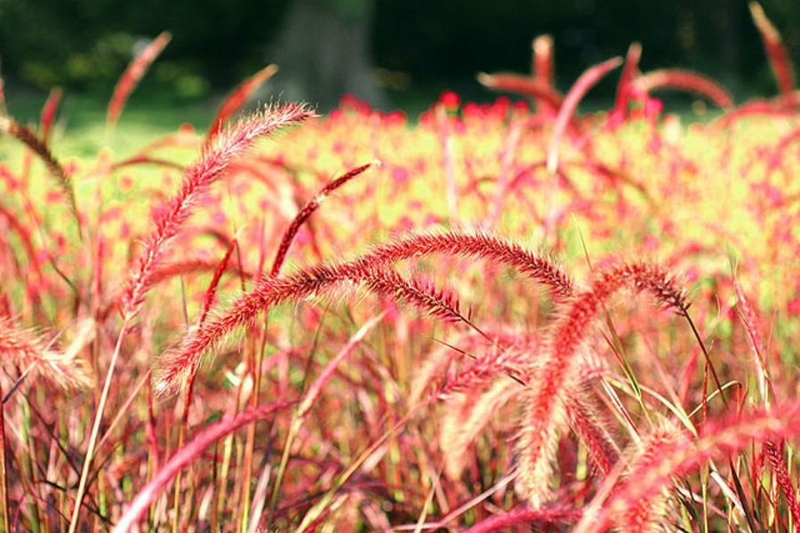 El rododendro: cuidados y características | Plantas