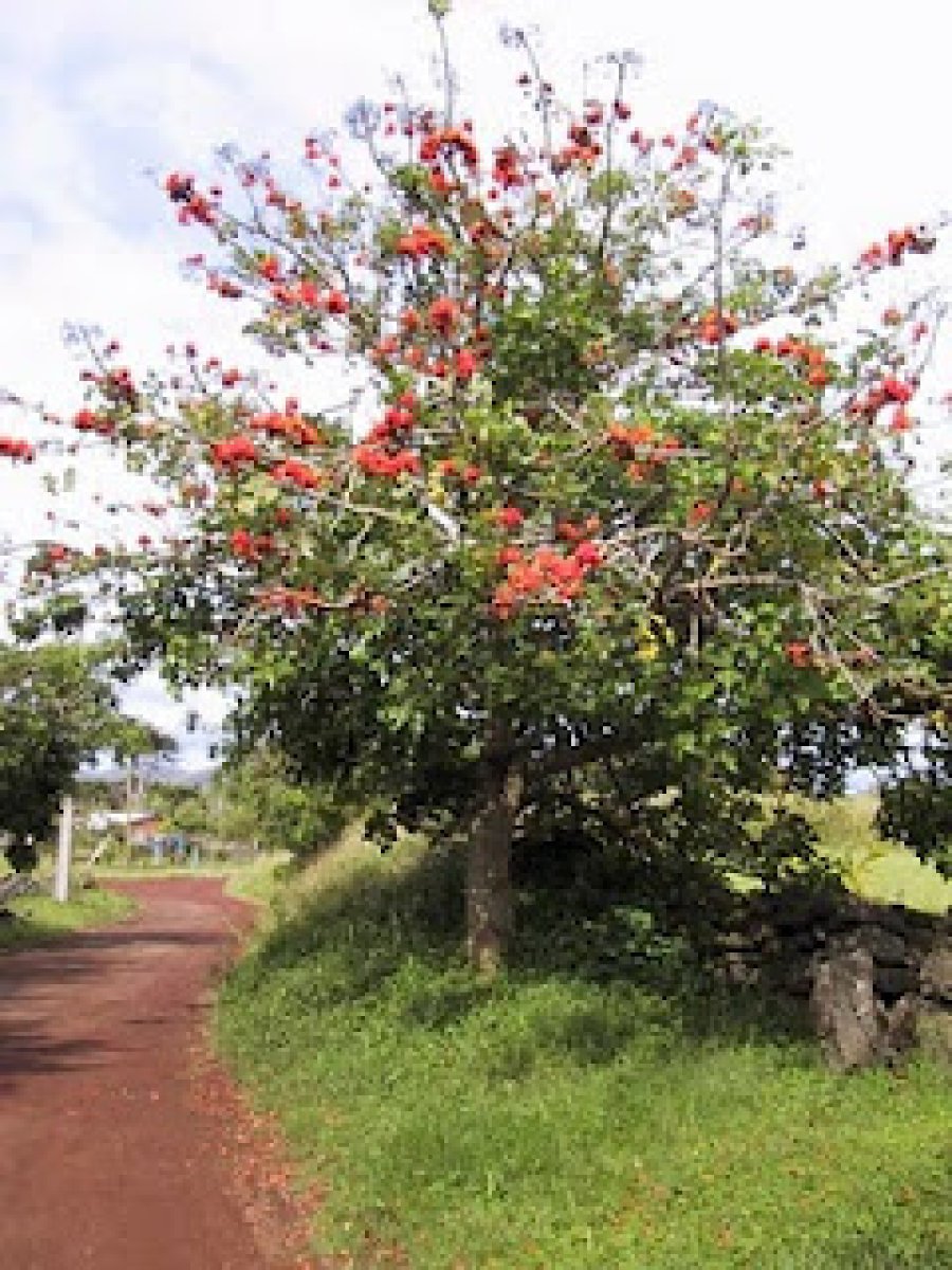 FLOR DE CEIBO - Leyenda de ANAHI | Entretenimiento
