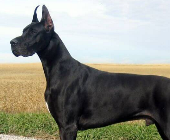 Dogo alemán o Gran danés: descubre la raza más grande del mundo | Mascotas