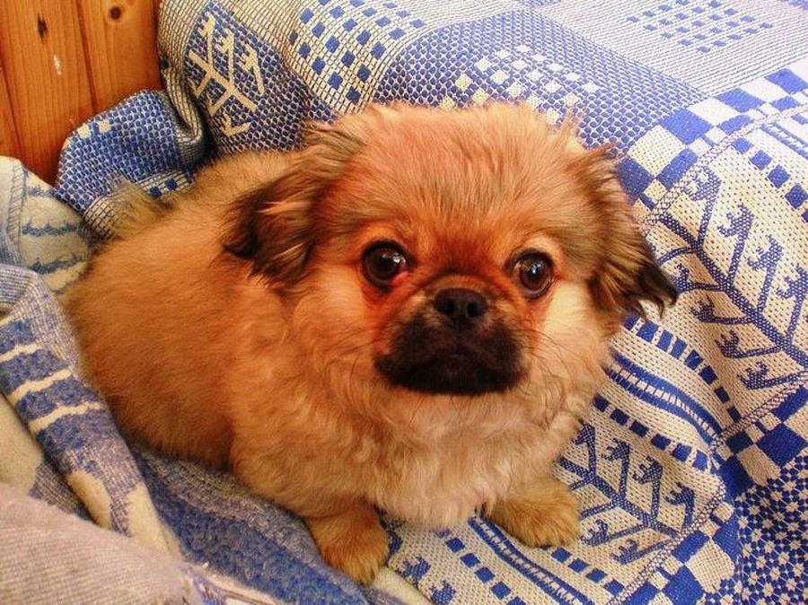El Pequinés: origen, aspecto, imágenes y cuidados | Mascotas