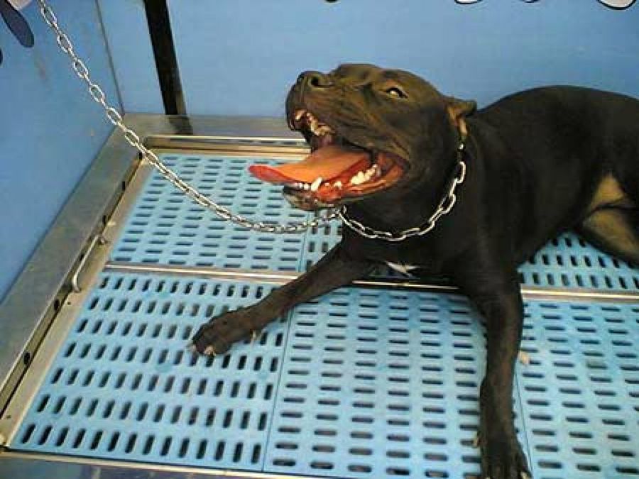 Perros alfa: consejos sobre su comportamiento | Mascotas