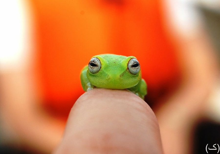 La Ranita verde de Carolina: aspectos principales | Mascotas