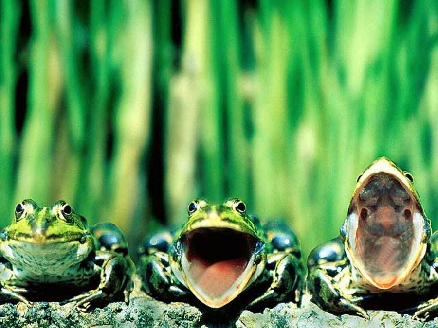 Las ranas: características principales | Mascotas