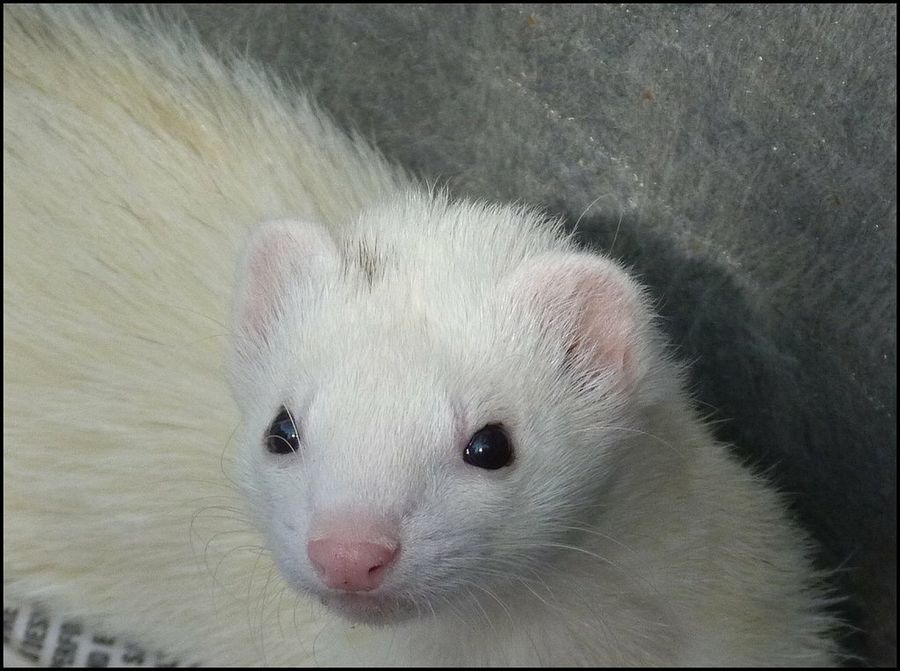 Hurones: distintas enfermedades parasitarias | Mascotas