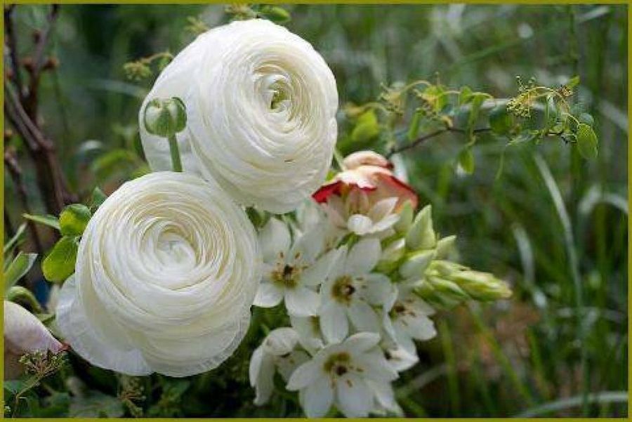 Cataplasma de hierbas: paso a paso | Plantas