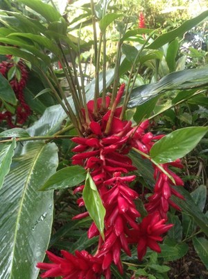 Plantas tropicales: sus increíbles características | Plantas