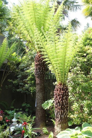 Plantas tropicales: sus increíbles características | Plantas