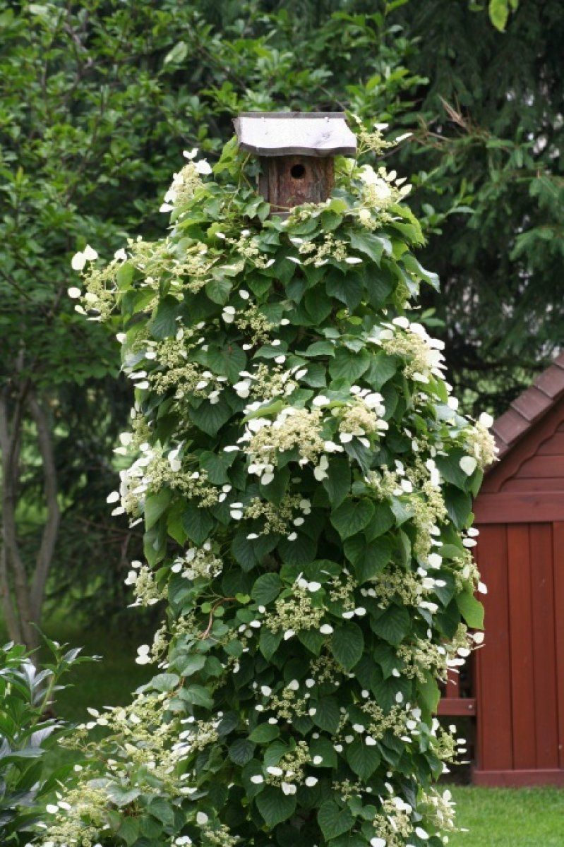 Jardines hermosos: imágenes llenas de pureza y paz con blanco | Plantas