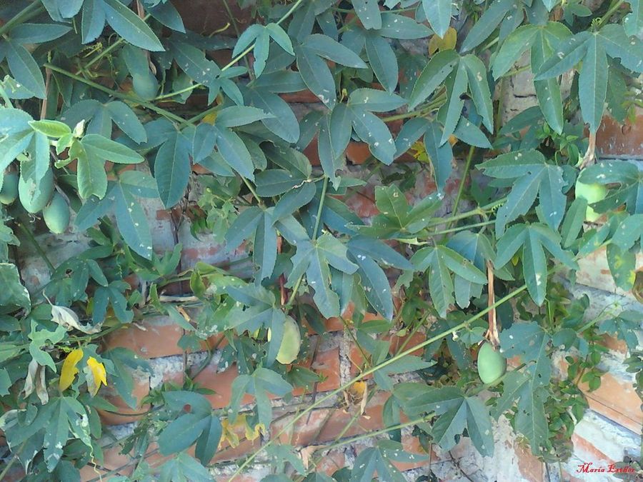 El delicioso tumbo y sus ricas propiedades | Plantas