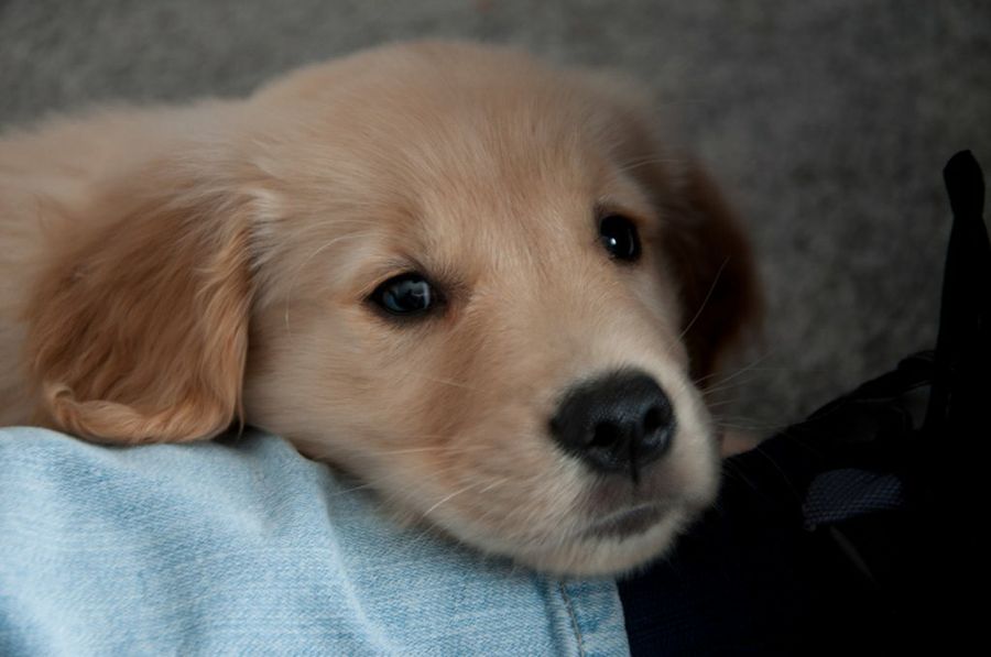 Adorables fotos de perros cachorros: tiernas imágenes | Mascotas
