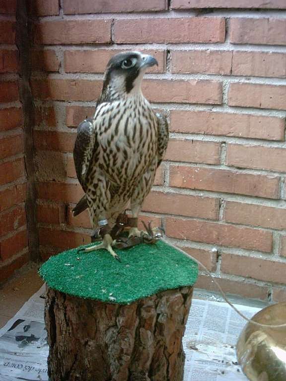 árbol de navidad hecho con chamizos | Decoración