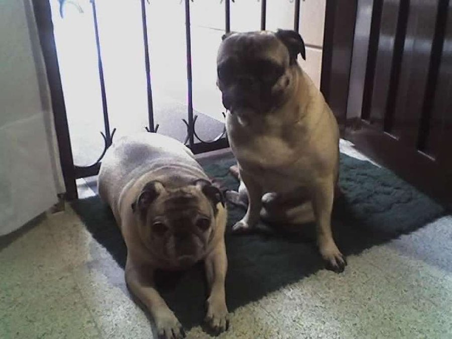 5 postres bajos en azúcar y calorías | Cocina