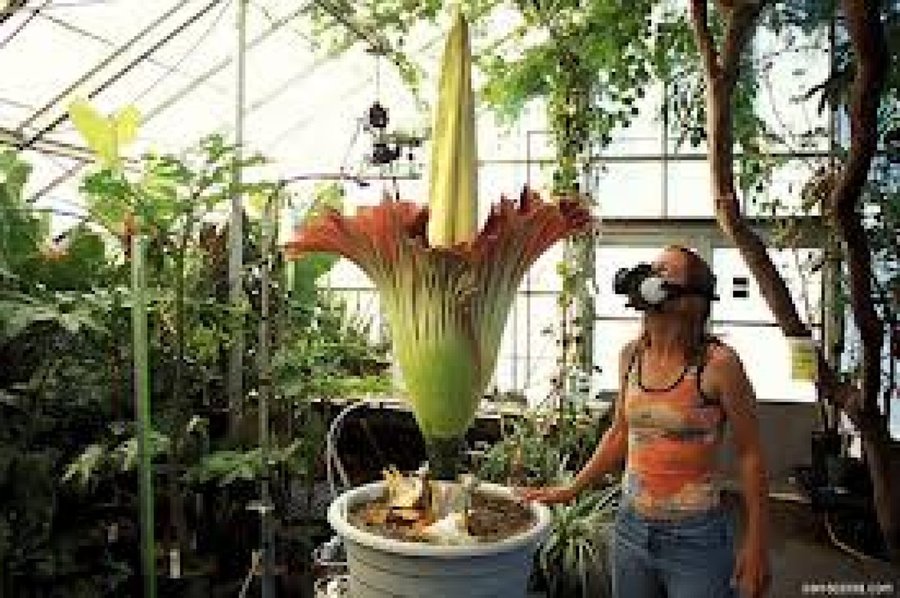 La flor más grande del mundo | Plantas