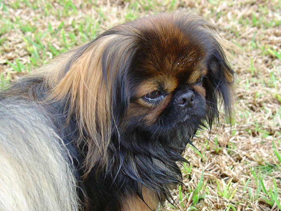 El Pequinés: origen, aspecto, imágenes y cuidados | Mascotas