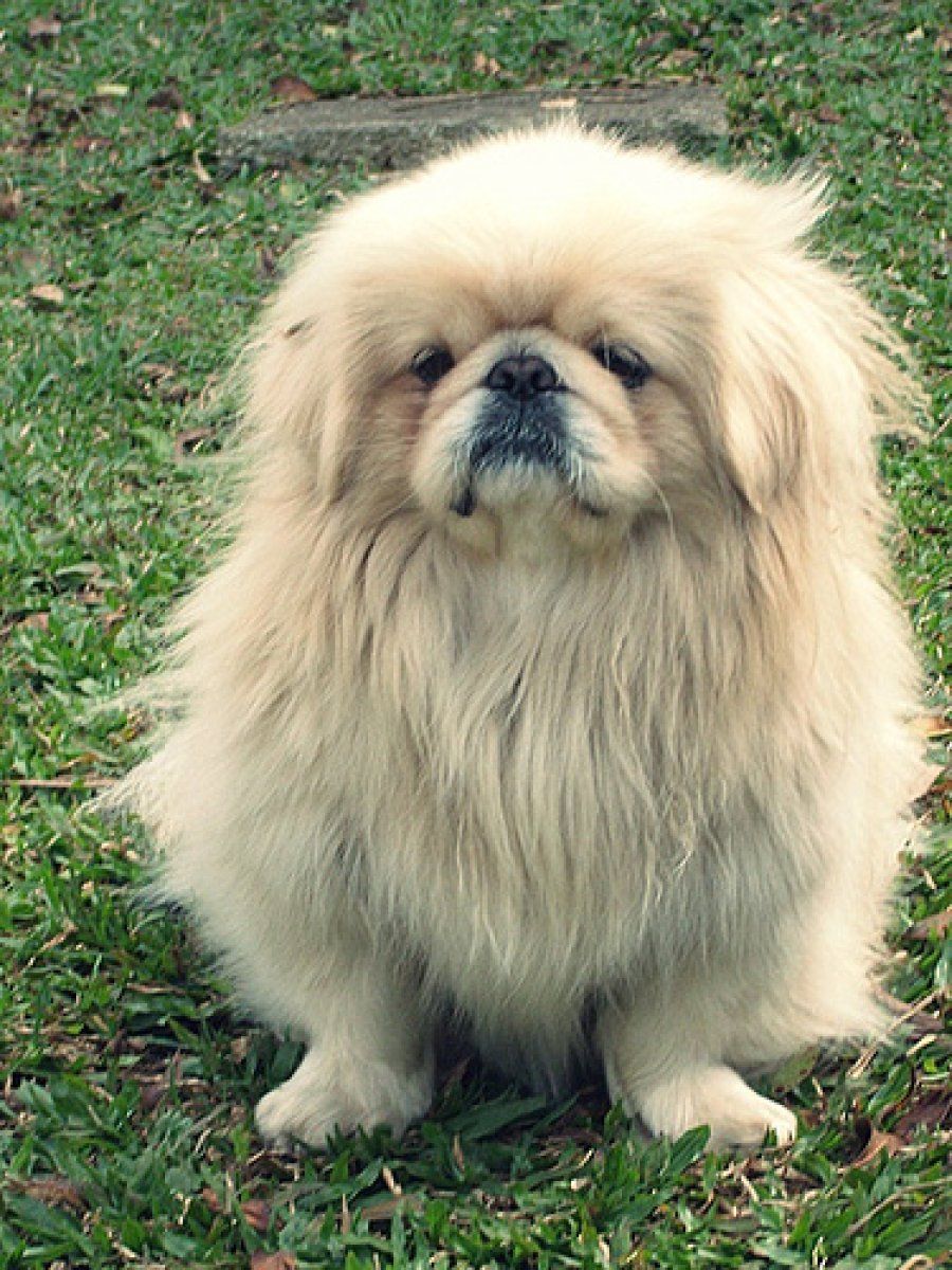 El Pequinés: origen, aspecto, imágenes y cuidados | Mascotas