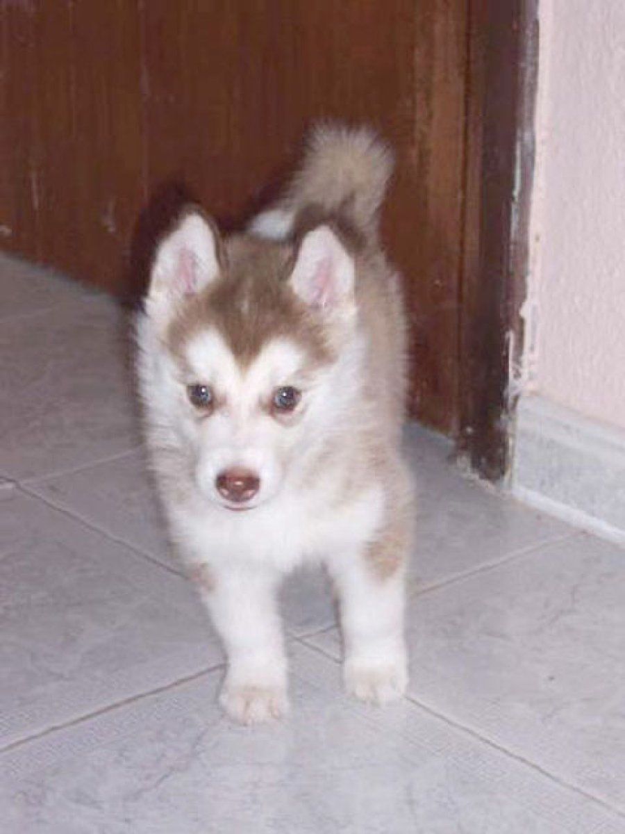 Perros, información sobre adiestramiento: recomendaciones | Mascotas