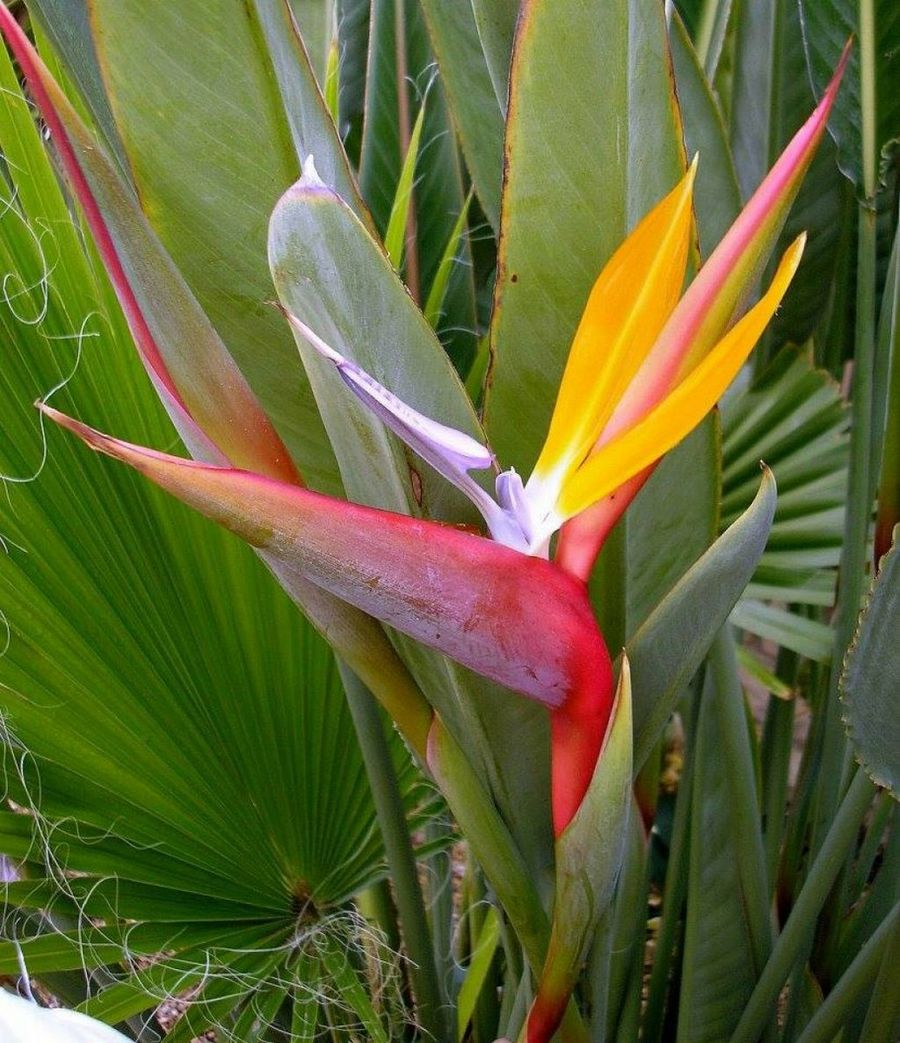 Cataplasma de hierbas: paso a paso | Plantas