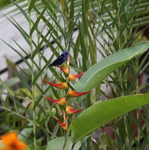 Plantas tropicales: sus increíbles características | Plantas