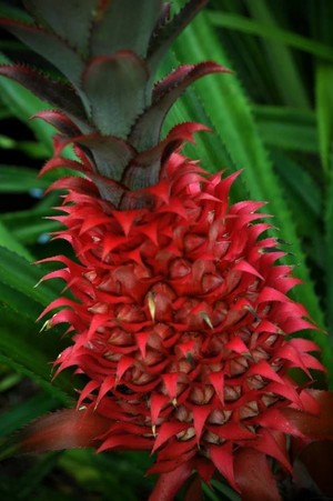 Plantas tropicales: sus increíbles características | Plantas