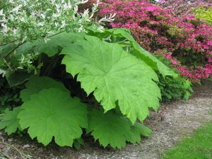 Plantas tropicales: sus increíbles características | Plantas