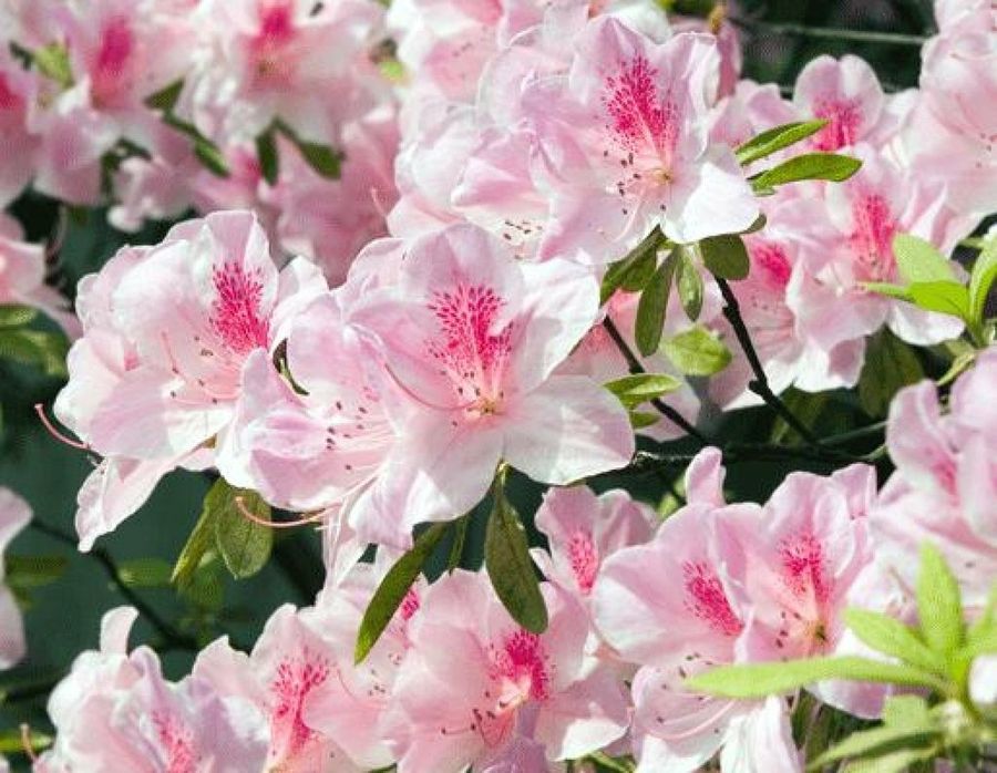 Encimeras con levantina: tips y recomendaciones | Decoración