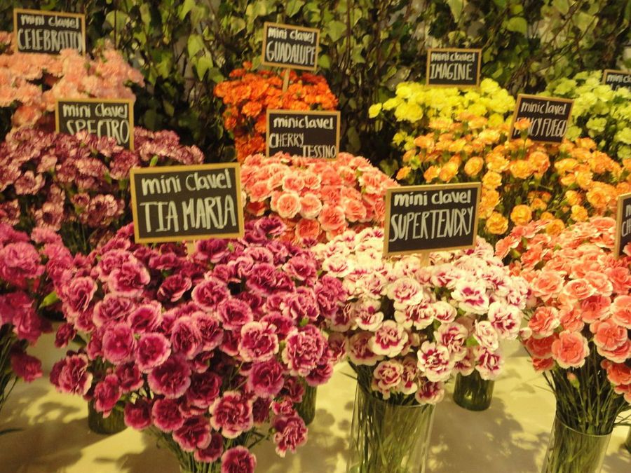 Los claveles: una multitud de colores | Plantas