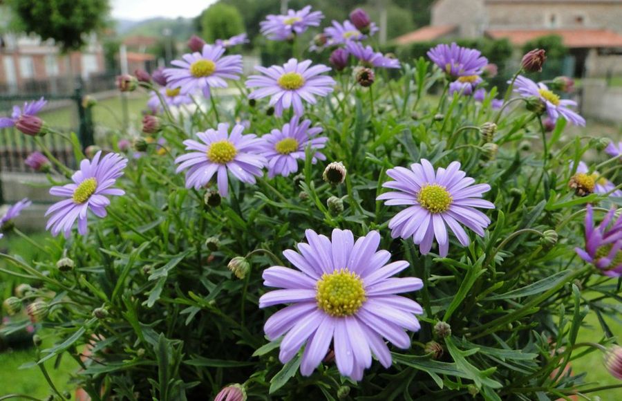 El color azul en el jardín: gran contraste | Plantas