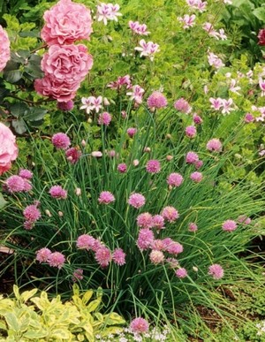 Galería de fotos: jardines en tonos rosados | Plantas