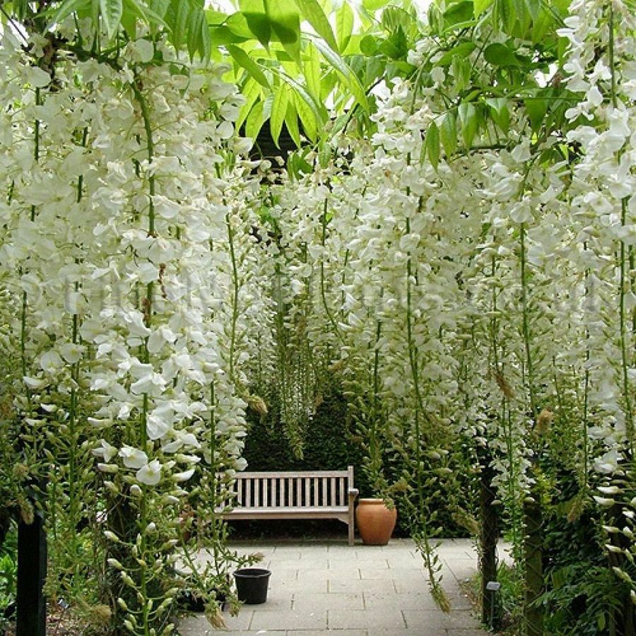 Jardines hermosos: imágenes llenas de pureza y paz con blanco | Plantas