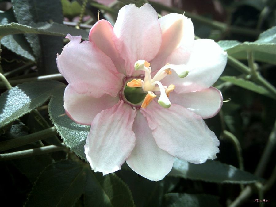 El delicioso tumbo y sus ricas propiedades | Plantas