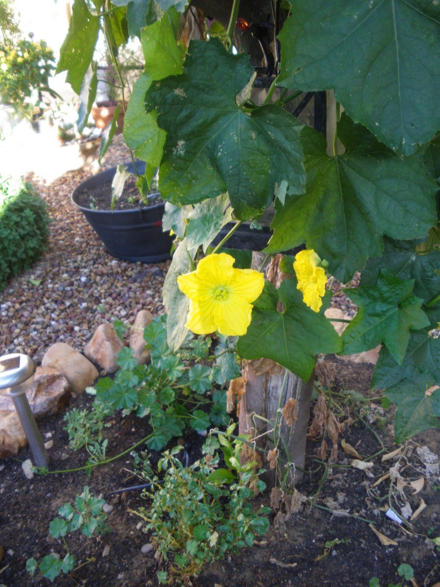 Y finalmente florece el alelí. | Plantas