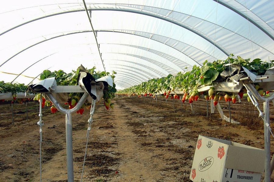 Cultivar en un invernadero: tips y recomendaciones | Plantas Cultivar en un invernadero: tips y recomendaciones | Plantas