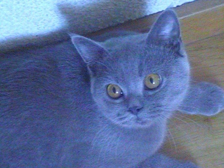 GATO BRITISH BLUE BUSCA NOVIA | Mascotas