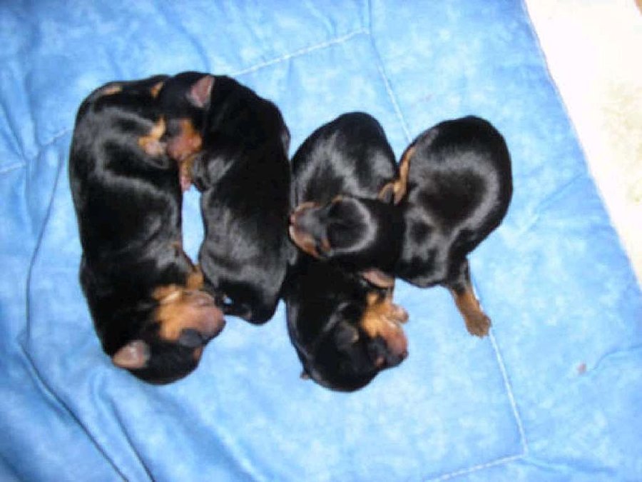 Recetas con cebolla: tutorial paso a paso | Cocina