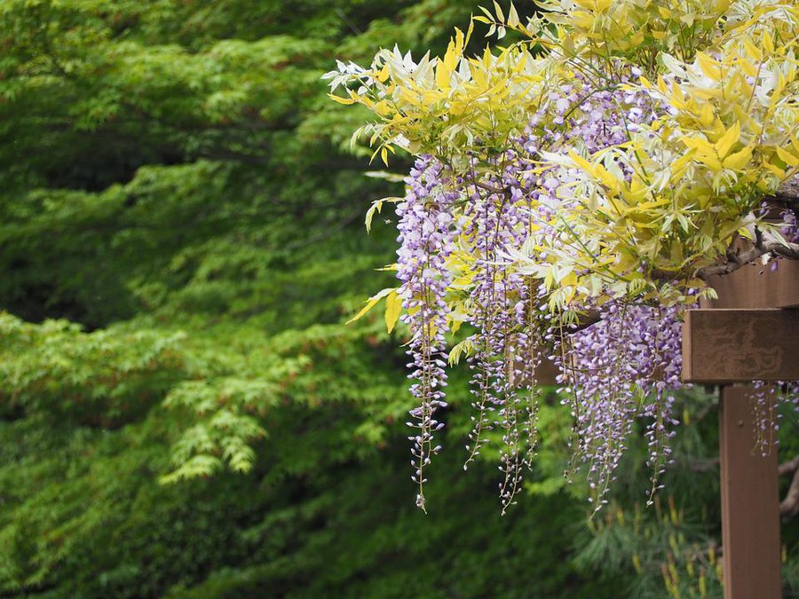Plantas epífitas: características que la distinguen de las demás | Plantas