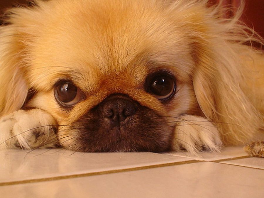 El Pequinés: origen, aspecto, imágenes y cuidados | Mascotas