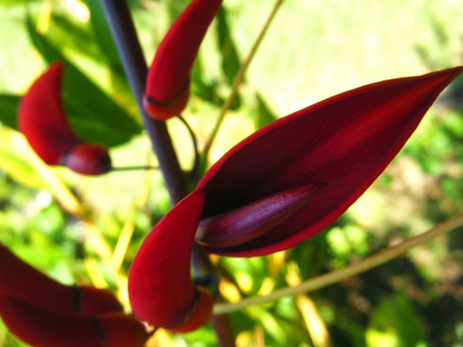FLOR DE CEIBO - Leyenda de ANAHI | Entretenimiento