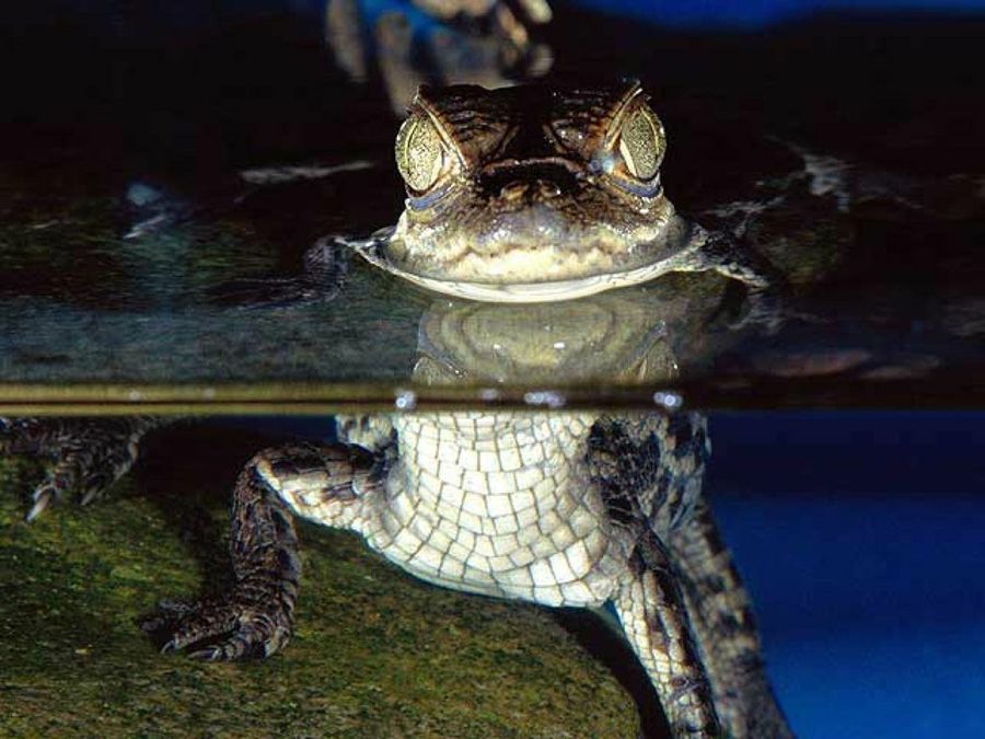 Las ranas: características principales | Mascotas