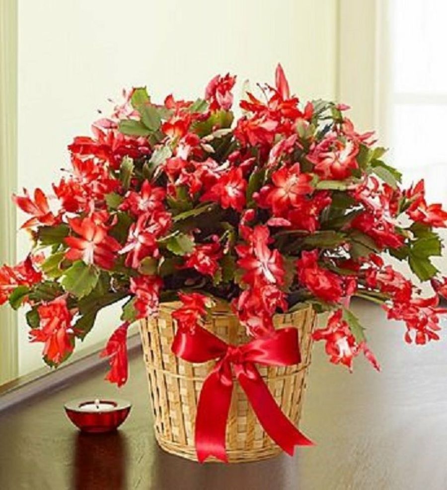 Felices Fiestas Y al gralas Con Bellas Flores Plantas felices-fiestas-y-al-gralas-con-bellas-flores-plantas