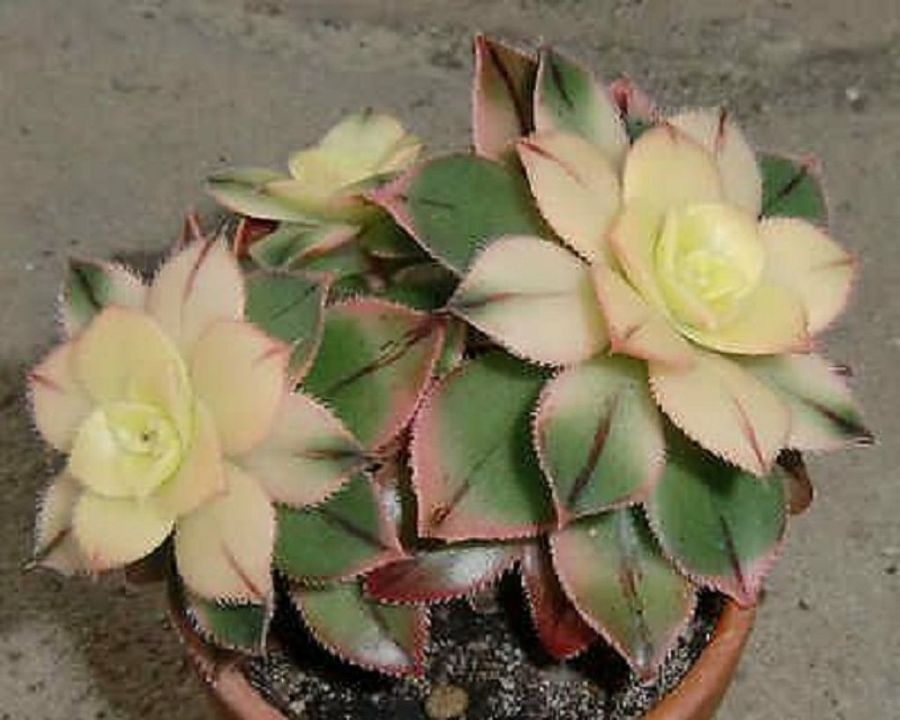 Plantas tropicales: sus increíbles características | Plantas