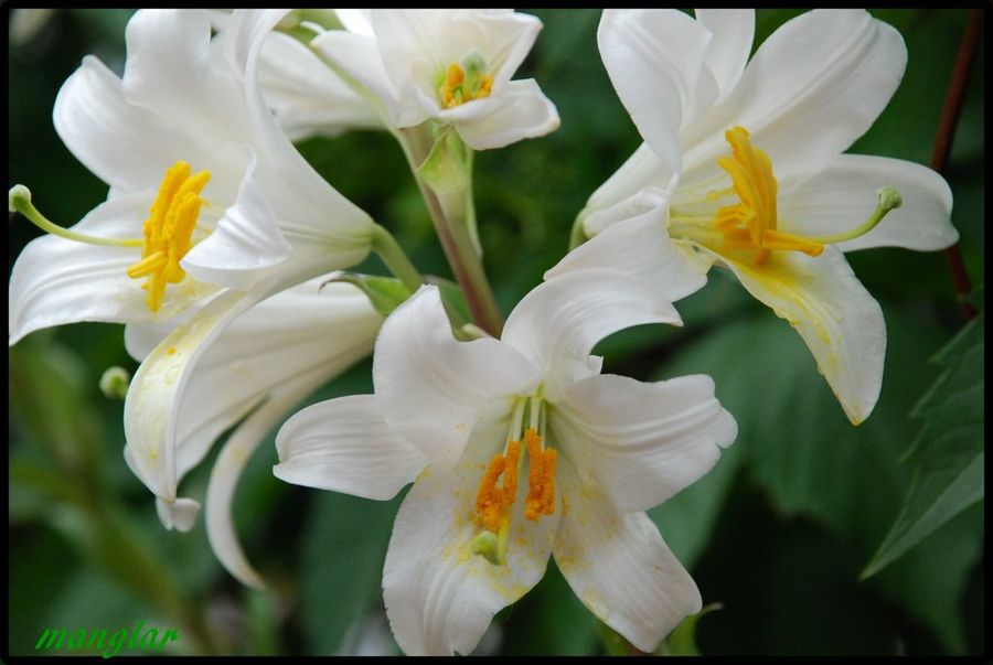 Mis azucenas: hermosas flores decorativas | Plantas