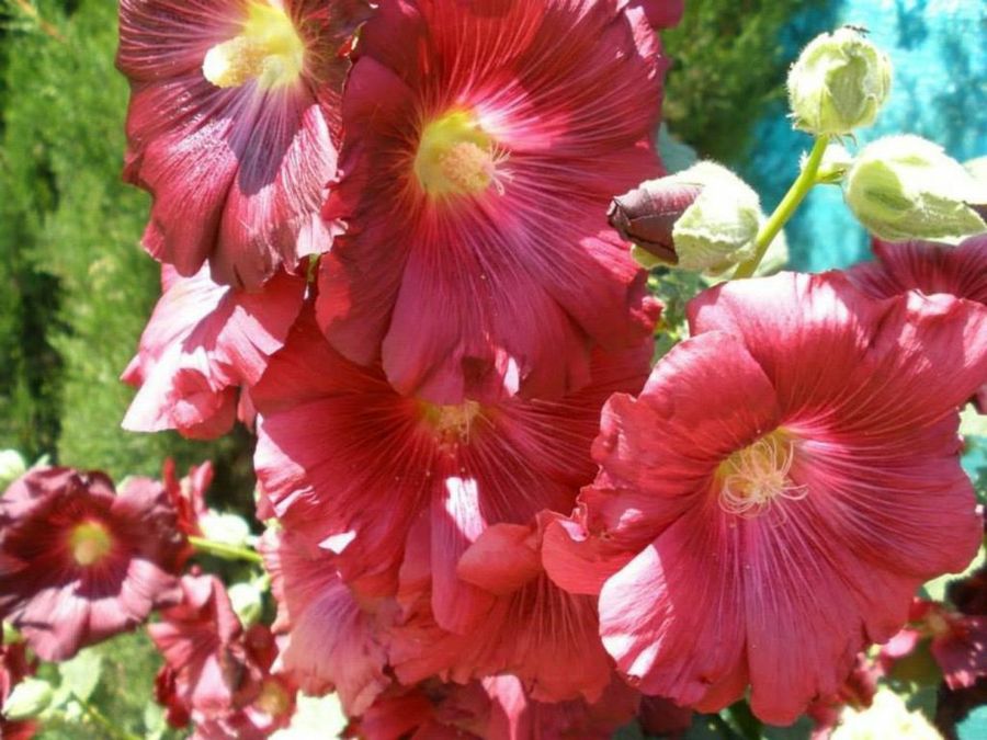 Parrot Flower Power: tecnología en tu jardín | Plantas